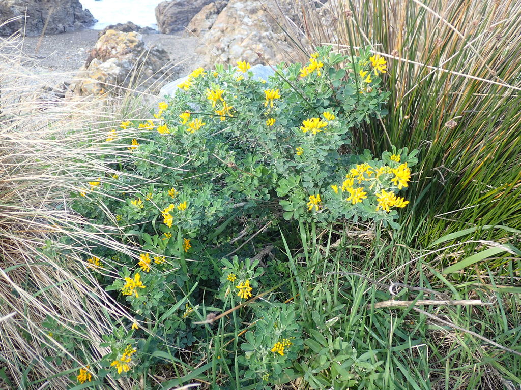 tree medick from Wellington City, Wellington, New Zealand on August 05 ...