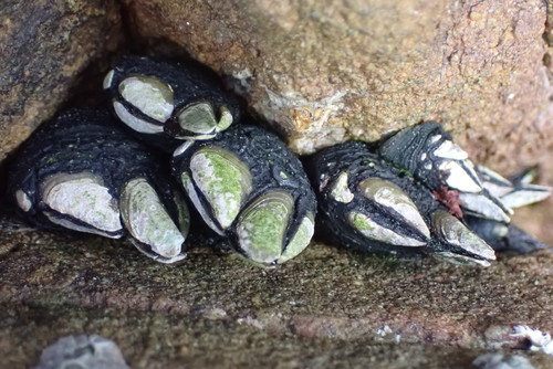 Genus Calantica · iNaturalist