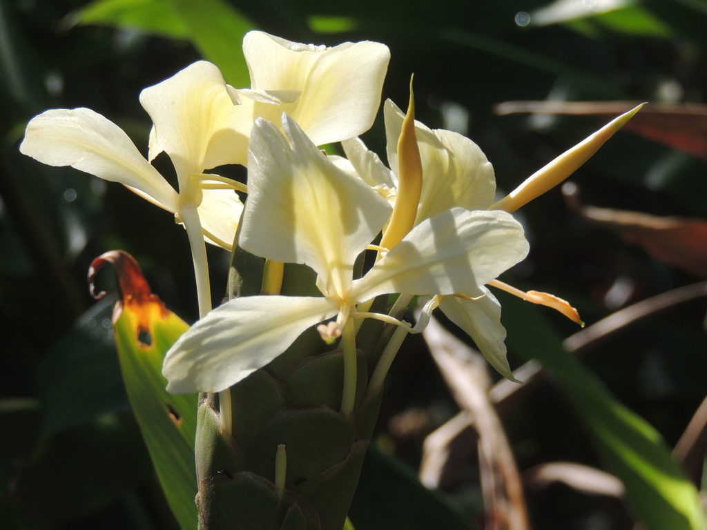 Yellow ginger (Hedychium flavescens) - Botanical Realm