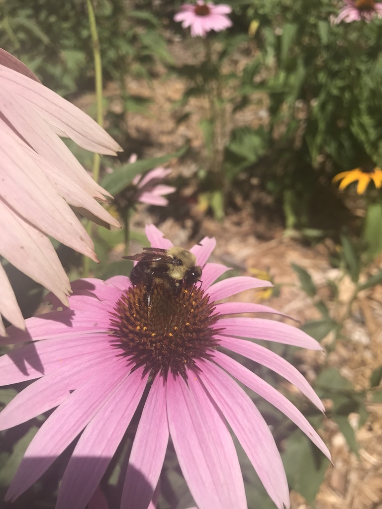 Bumble Bees from 5151 NW Radial Hwy, Omaha, NE, US on July 15, 2017 at ...
