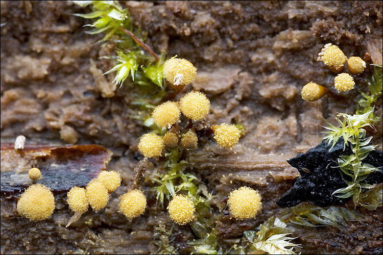 Hemitrichia (TVA, Muscle Shoals Reservation) · iNaturalist