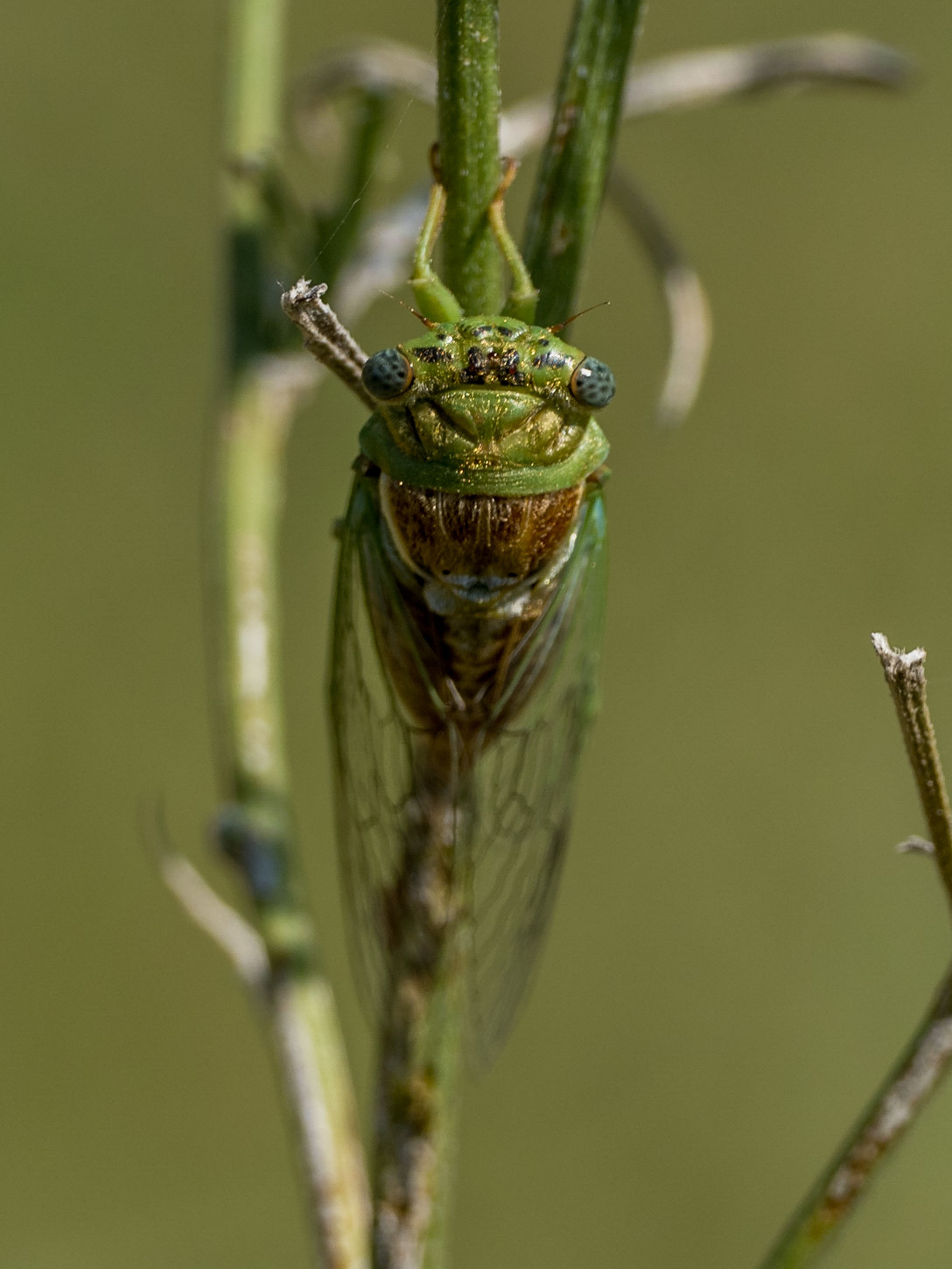 Diceroprocta azteca (Kirkaldy, 1909)
