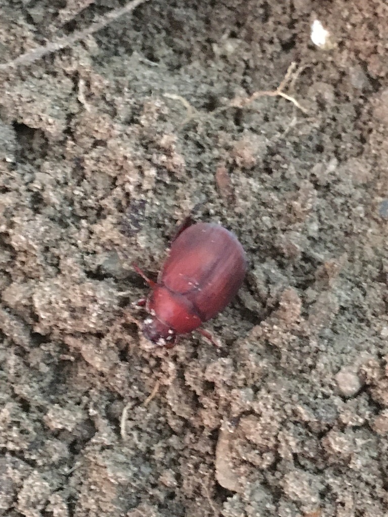 Asiatic Garden Beetle from Coaticook, QC, CA on August 18, 2020 at 07: ...