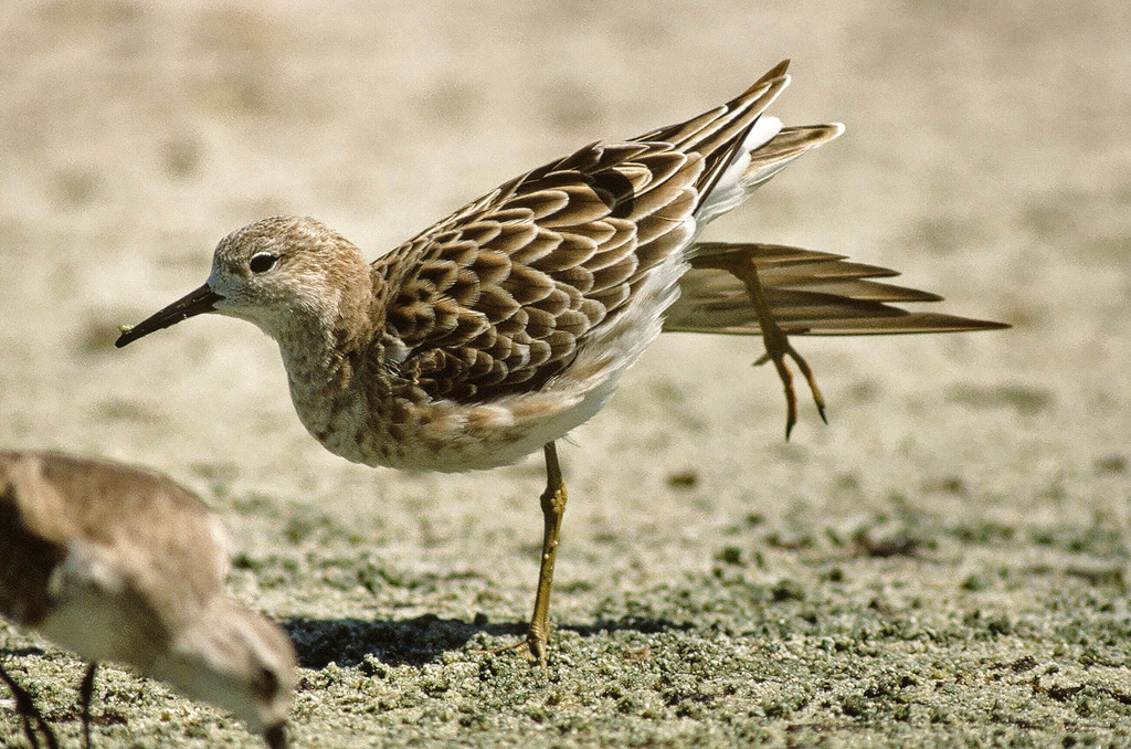 Ruff (Birds of Barr Lake State Park) · iNaturalist