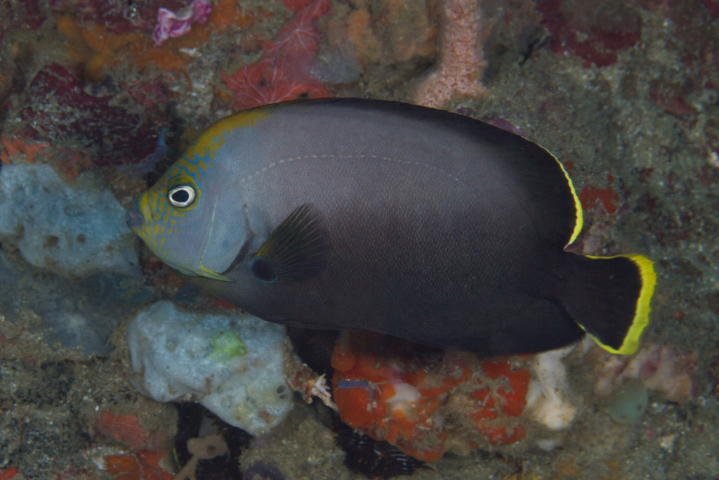 Black Velvet Angelfish (Chaetodontoplus melanosoma) - Marine Life ...