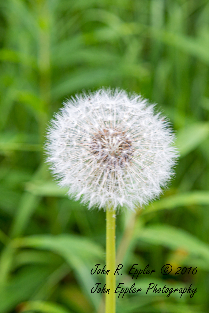 common dandelion from Anchorage, AK, USA on June 28, 2016 at 12:50 PM ...
