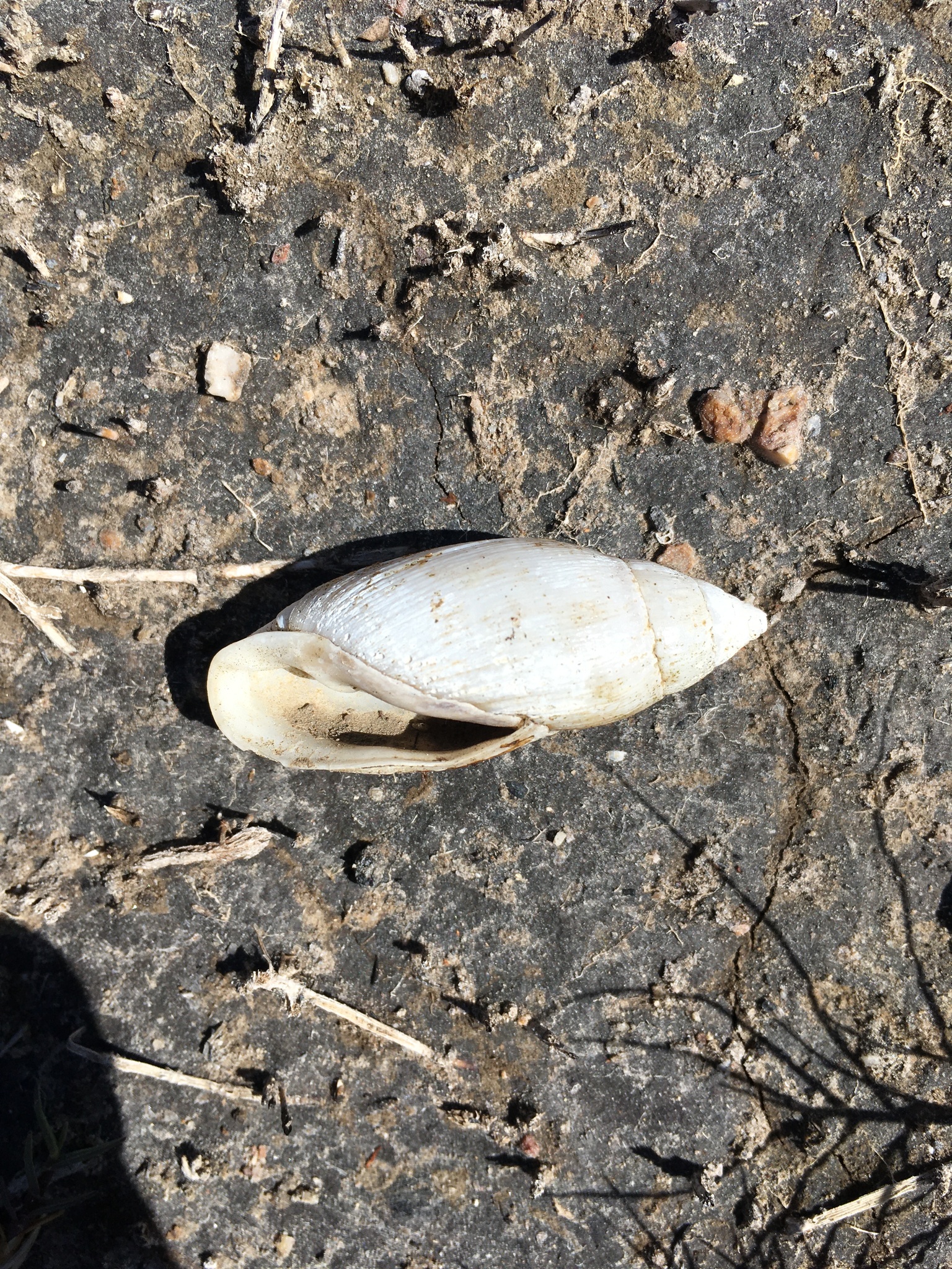 Ellobium aurisjudae (Linnaeus, 1758)