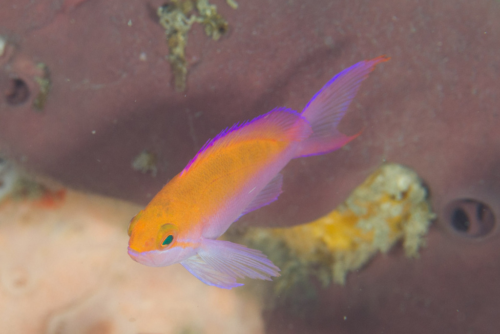 Yellowback Basslet (Nemanthias bicolor) - Marine Life Identification