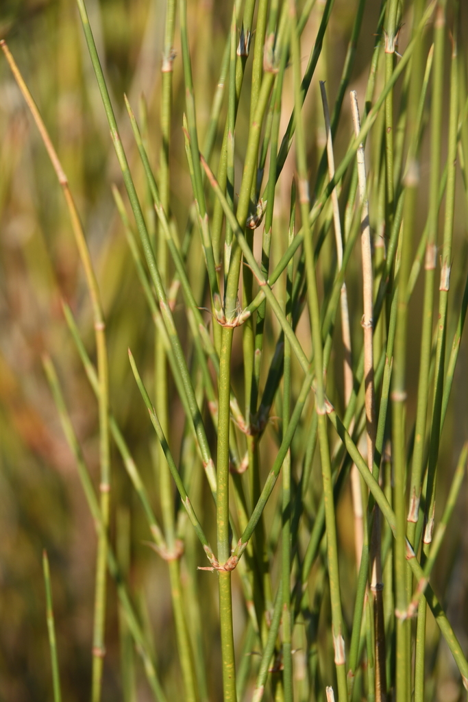 Jointfirs (Carrizo Plains Plants and Insects Guide) · iNaturalist