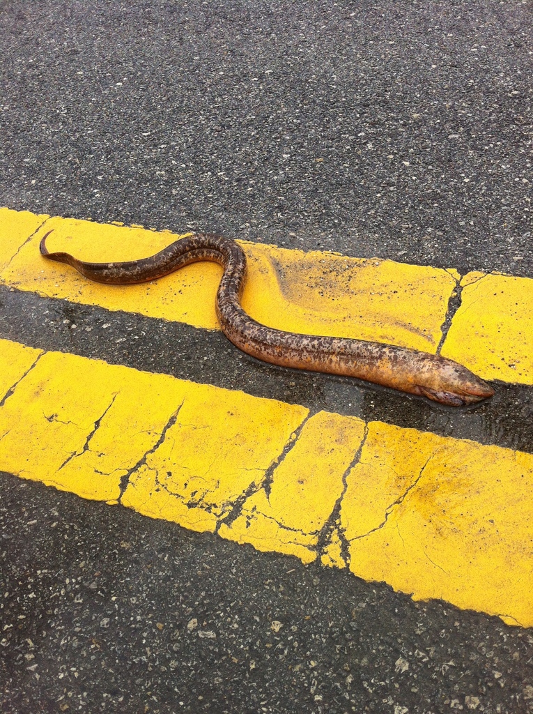 Swamp Eels (Synbranchidae) - Marine Life Identification