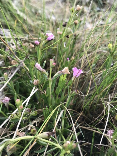 Saltmarsh False Foxglove (Variety Agalinis maritima maritima) · iNaturalist
