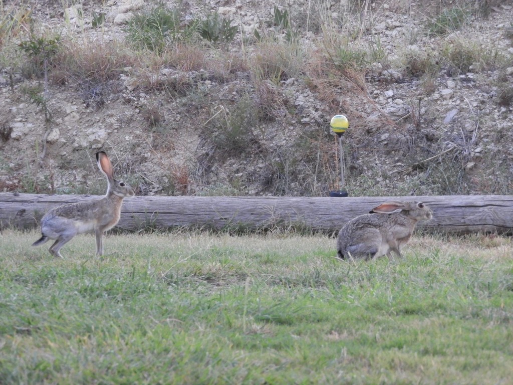 Black-tailed Jackrabbit from Weatherford, TX on August 18, 2020 by Jeri ...