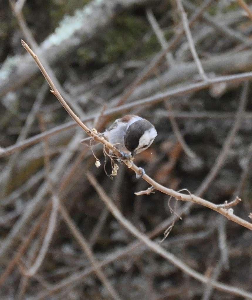 Southern Chestnut-backed Chickadee from Contra Costa County, CA, USA on ...