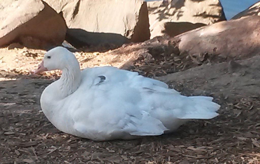 Ducks, Geese, and Swans from Lake Ralphine on June 06, 2014 by c ...