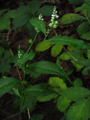 Seneca Snakeroot (Variety Polygala senega latifolia) · iNaturalist