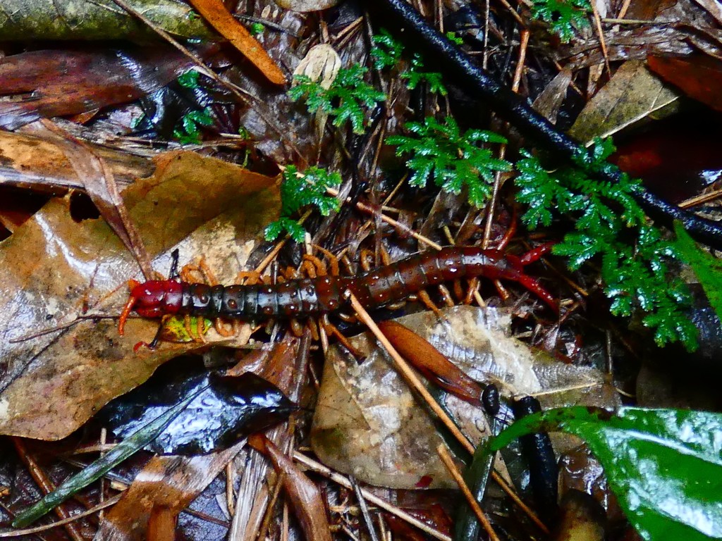 Scolopendra multidens from Maolan, Libo County, Qiannan Buyei and Miao ...