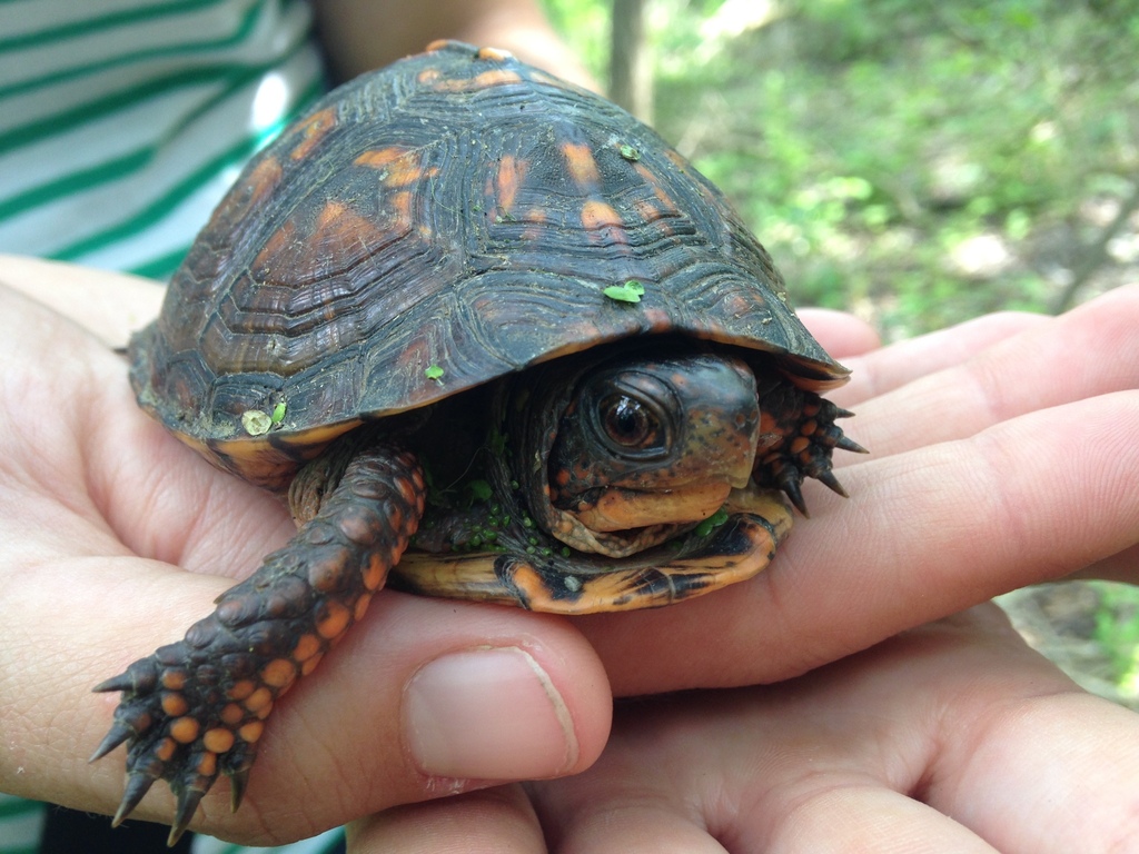 Common Box Turtle (Amphibians and Reptiles of Floracliff Nature ...