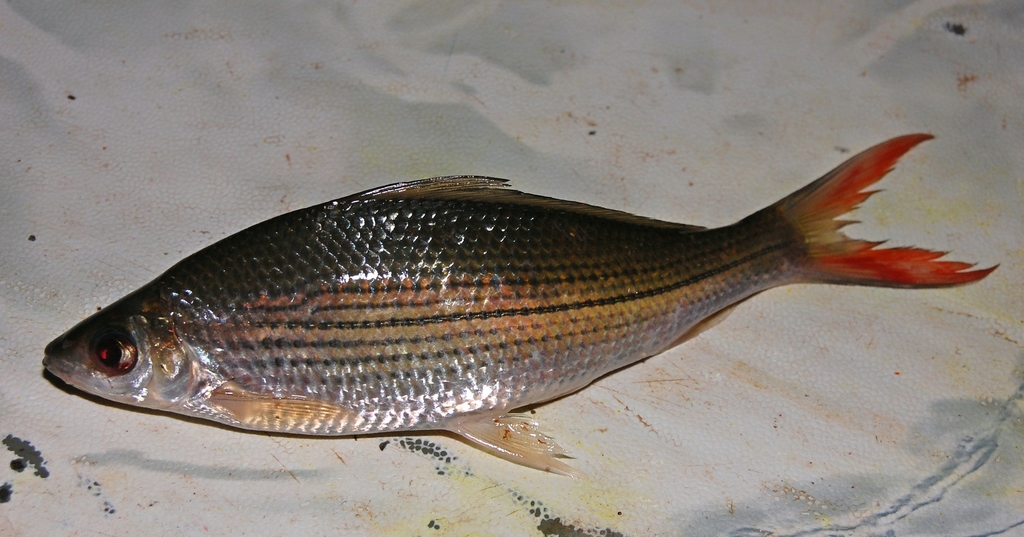 (Labiobarbus fasciatus) - Marine Life Identification