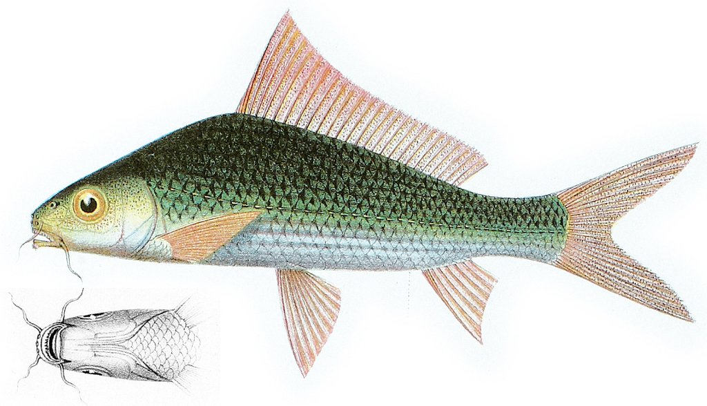 (Labiobarbus leptocheilus) - Marine Life Identification