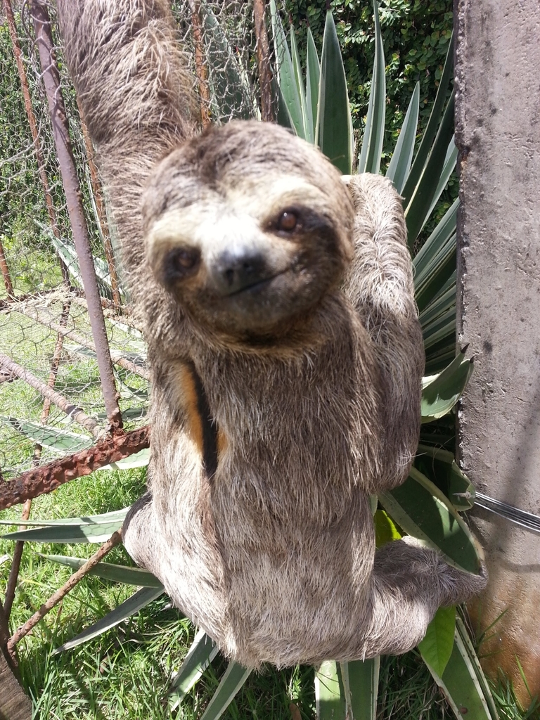 Northern Atlantic Forest Three-toed Sloth from Biblioteca De Aldeia ...