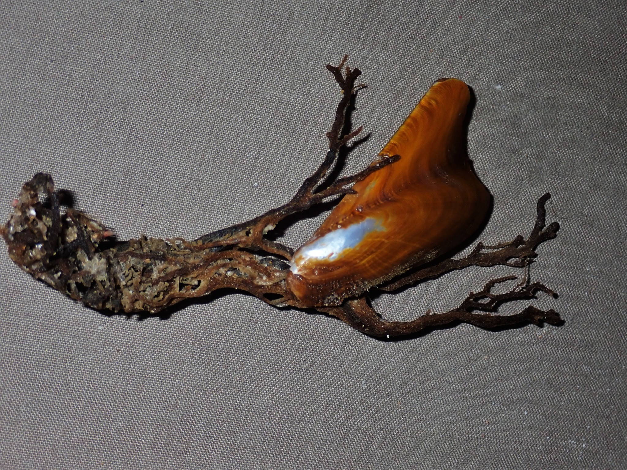 Pteria lata (Gray, 1845)