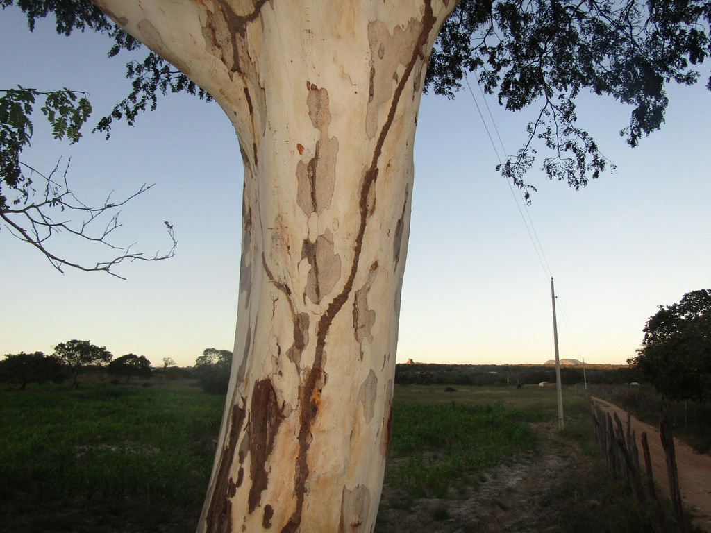 Brazilian ironwood (Libidibia ferrea) - Botanical Realm