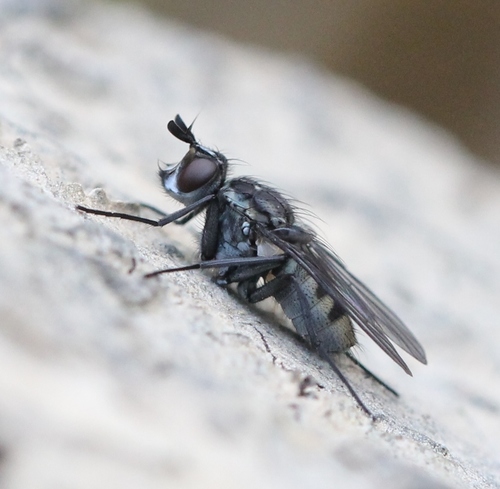 Limnophora riparia · iNaturalist