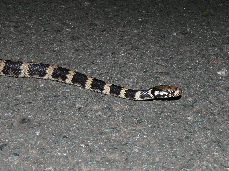 Stephens' Banded Snake (Hoplocephalus stephensii) - Snakes and Lizards