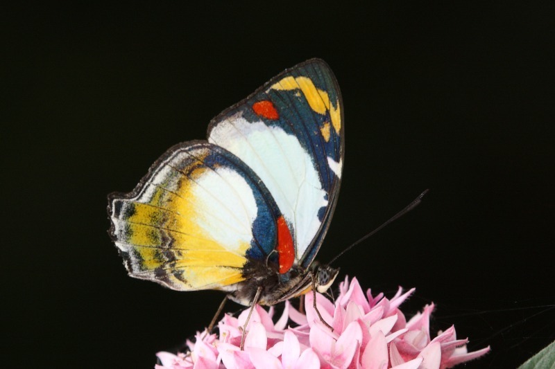 Jezebel Nymph from Cape Hillsborough QLD 4740, Australia on November 17 ...