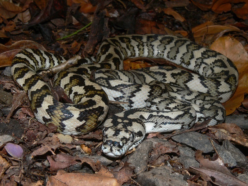 Carpet Python from Cape Tribulation QLD 4873, Australia on December 6 ...