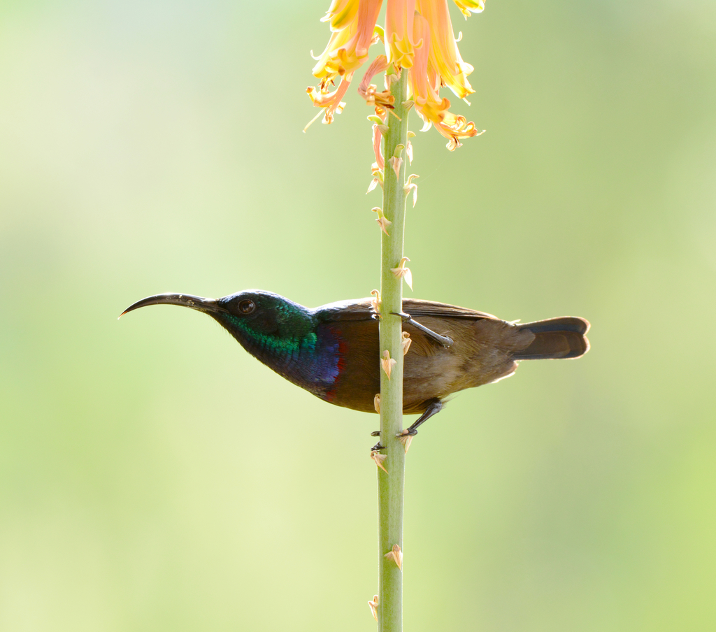 Loten's Sunbird from Amblipura, Eastwood Twp, HSR Layout, Bengaluru ...