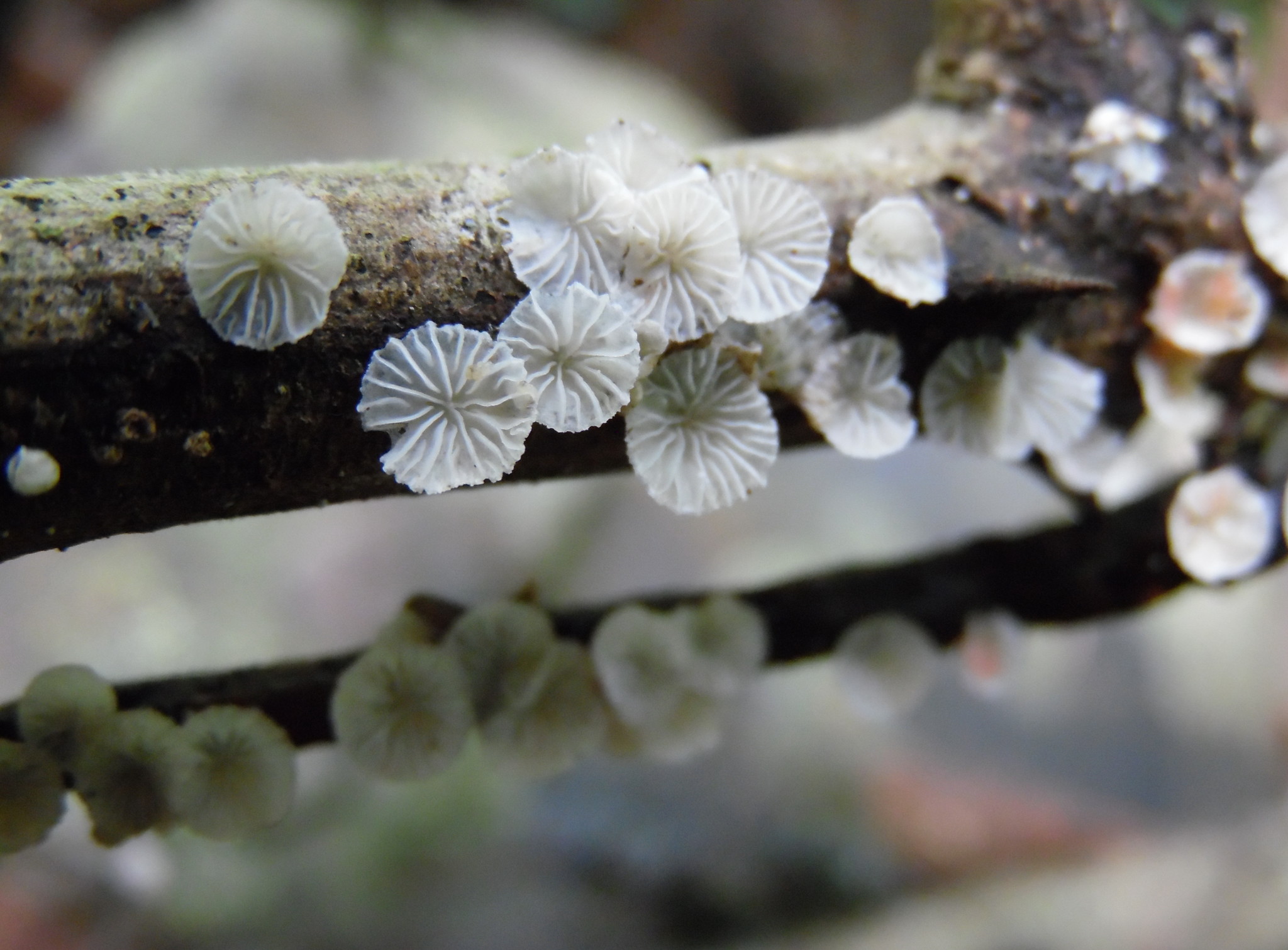 Chaetocalathus craterellus (Durieu & Lév.) Singer