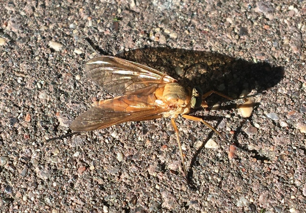 Marsh Snipe Fly from Sariai, Lithuania on August 19, 2020 at 05:34 PM ...