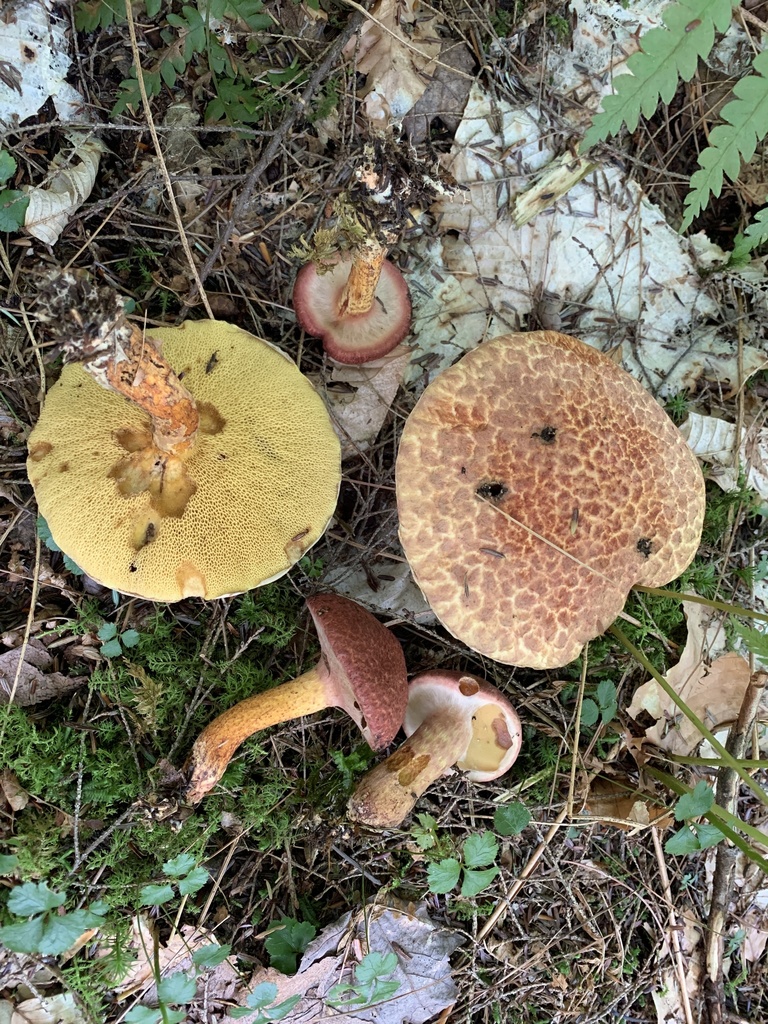Painted Suillus from Camden, NY, US on August 19, 2020 at 12:00 PM by ...