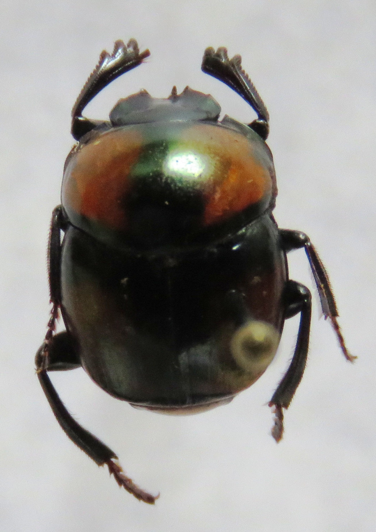 Canthon cyanellus LeConte, 1859