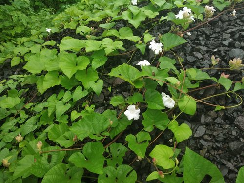 Operculina ventricosa · iNaturalist