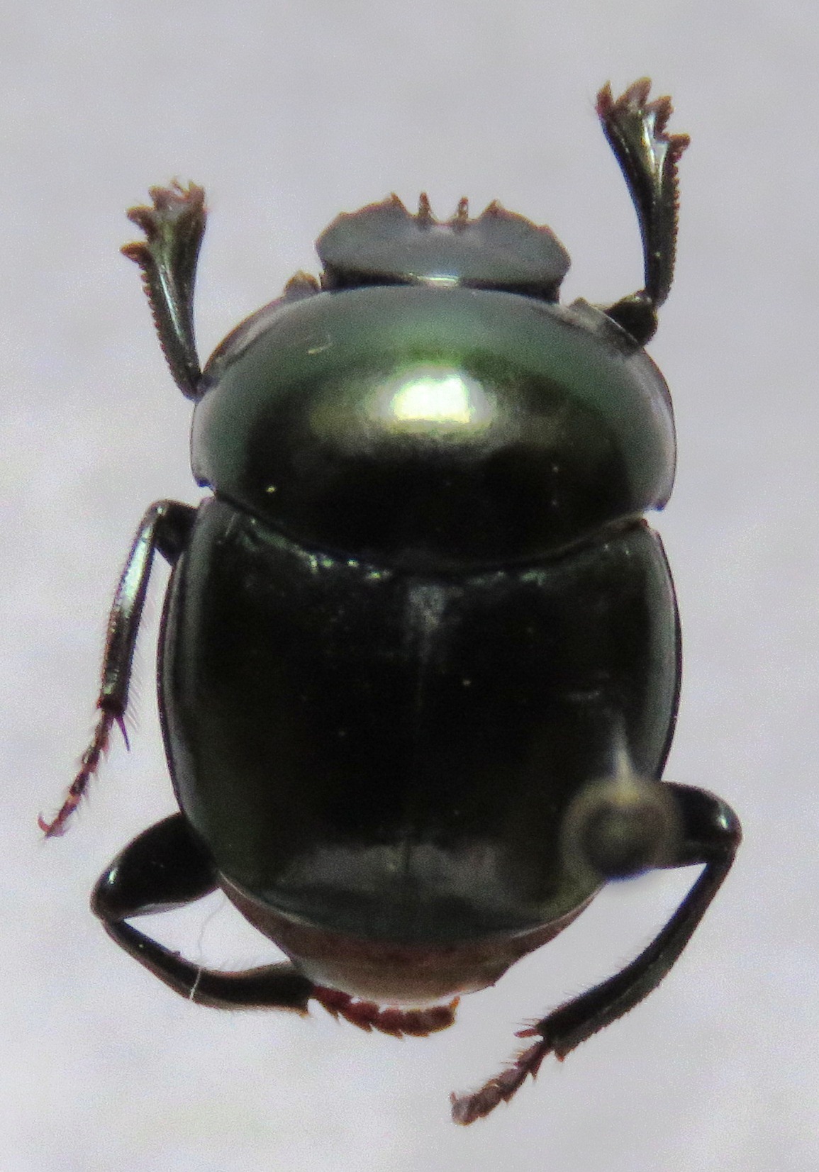 Canthon cyanellus LeConte, 1859
