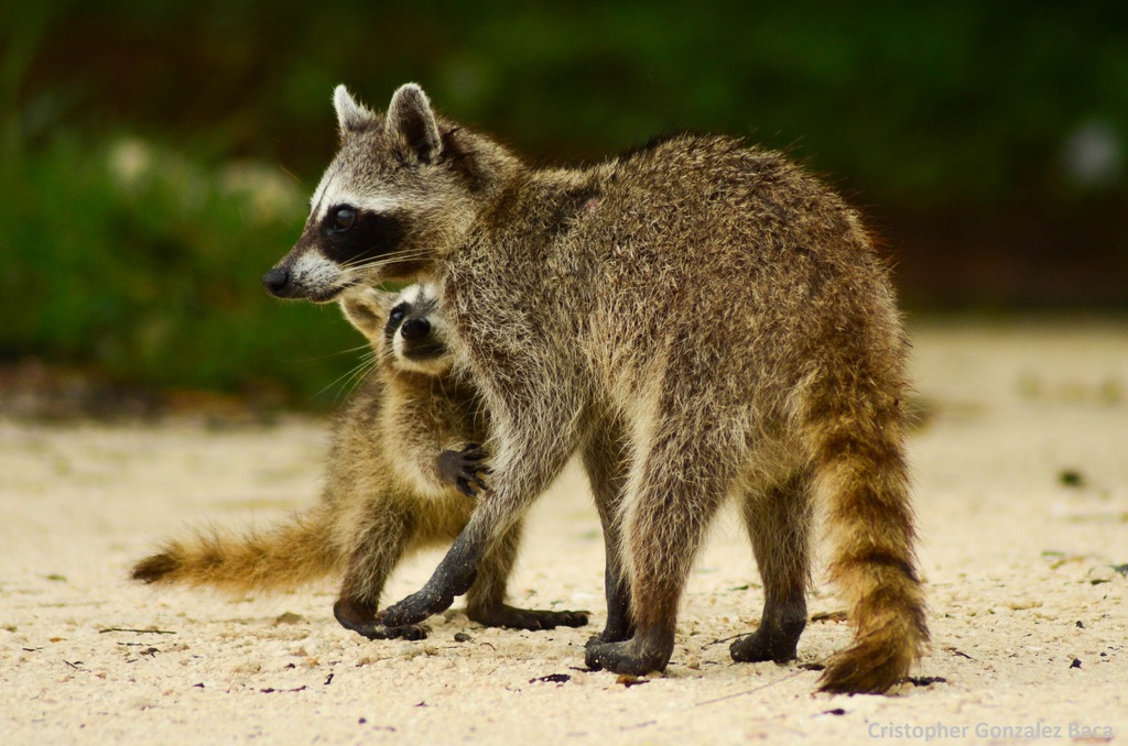 Pygmy Raccoon (Procyon pygmaeus) - Know Your Mammals