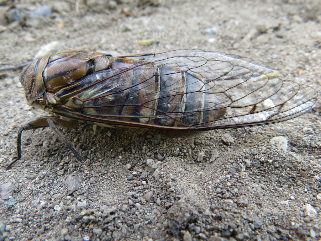 Giant Cicada from San Jose del chilar, Oaxaca. on July 3, 2017 by ...