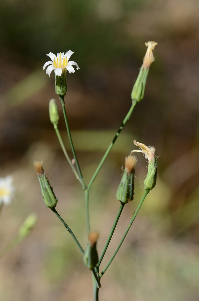 white hawkweed (WNPS Study Weekend 2022 Ellensburg) · iNaturalist
