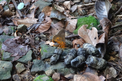 Orange Awlet (Bibasis oedipodea) · iNaturalist