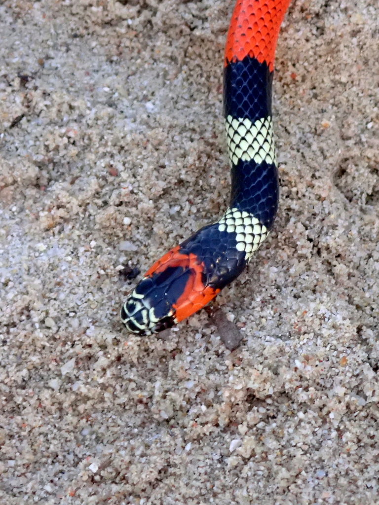 Brazilian Short-tail Coralsnake (Micrurus brasiliensis) - Snakes and ...