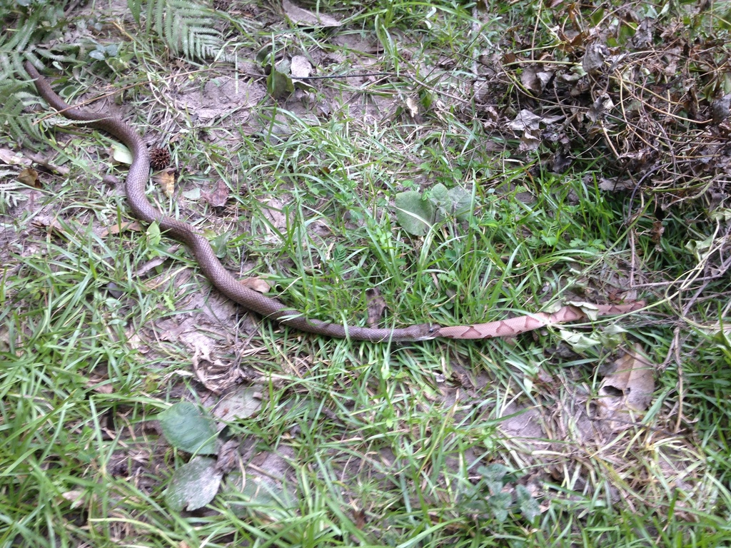 Tan Racer from Hardin County, TX, USA on July 18, 2015 at 06:50 PM by ...