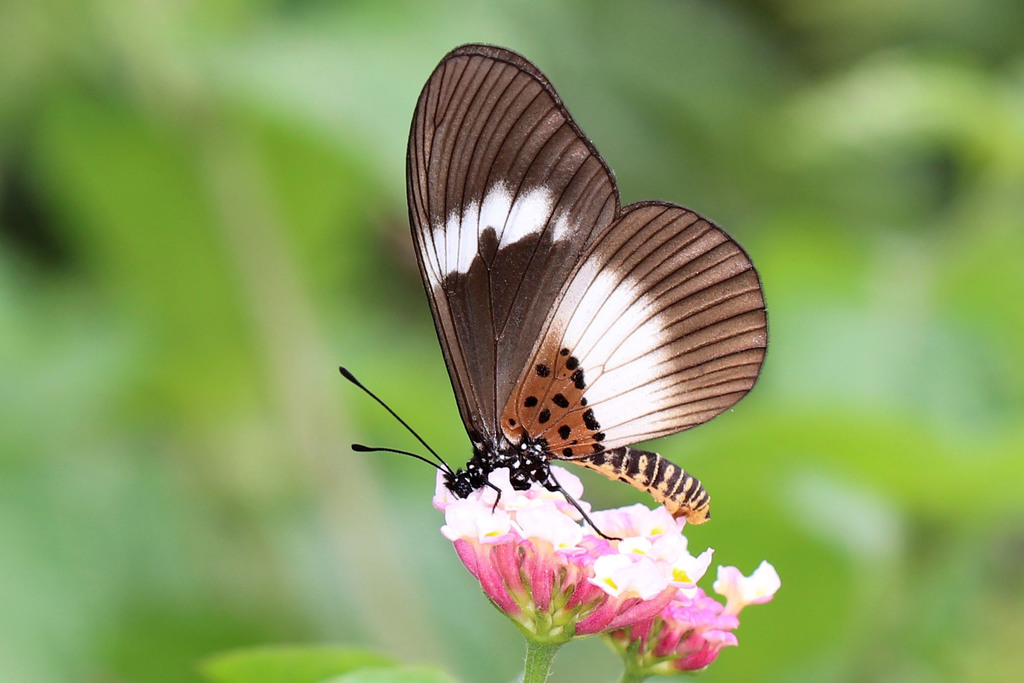 Wanderer (Moths and Butterflies of the Mfolozi River catchment, South ...