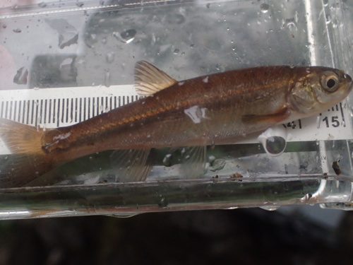 Northern Pearl Dace (SD Fish Passage Guide ) · iNaturalist