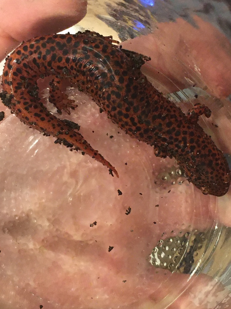 Red Salamander from Maple Rd, Arden, NC, US on August 19, 2020 at 05:53 ...