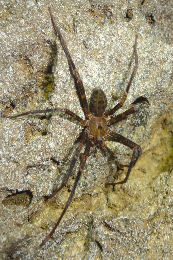 Nelson Cave Spider from Kahurangi National Park 7073, New Zealand on ...