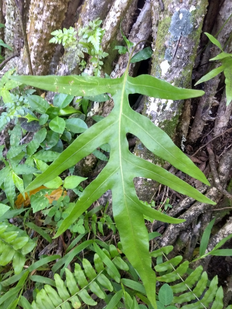 monarch fern from Yap, Federated States of Micronesia on August 20 ...