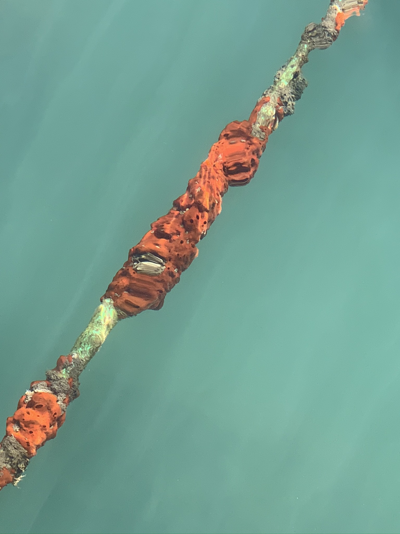 Mycale grandis Gray, 1867