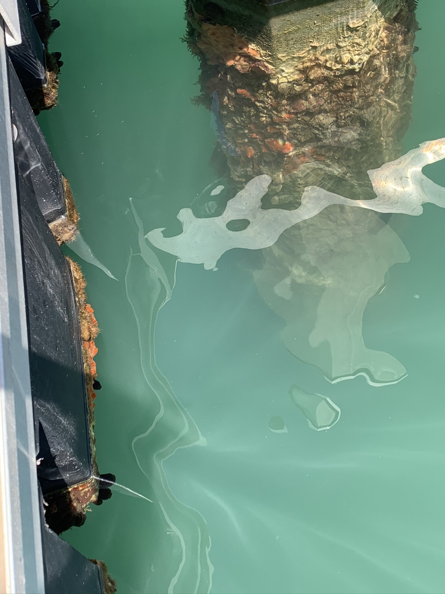 Mycale grandis Gray, 1867